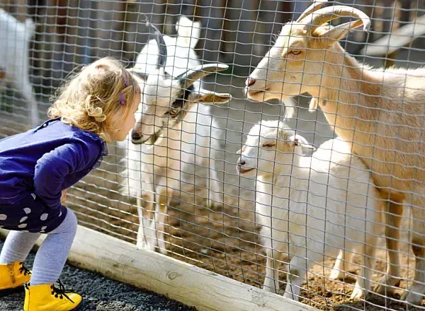 Ferdy Wild, la fattoria che insegna ai bambini il rispetto della natura