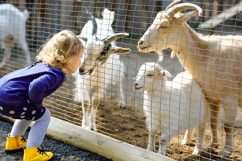 Ferdy Wild, la fattoria che insegna ai bambini il rispetto della natura