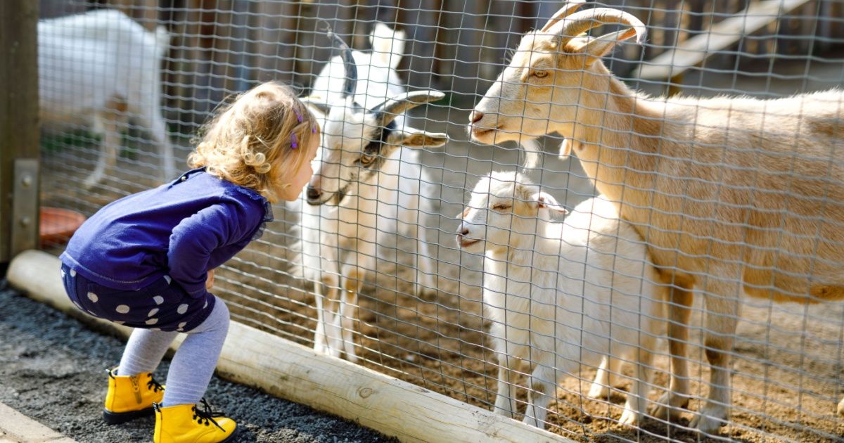 Ferdy Wild, la fattoria che insegna ai bambini il rispetto della natura